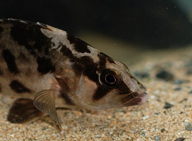 奇獸飼育學: 2010-12-25新進魚隻