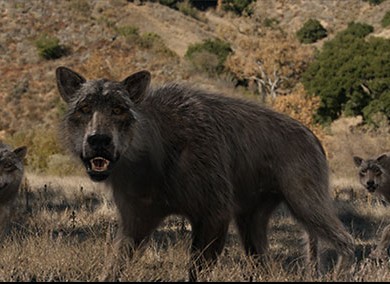 Dire Wolves: Information and Facts