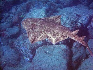 tiburones: TIBURON ANGEL