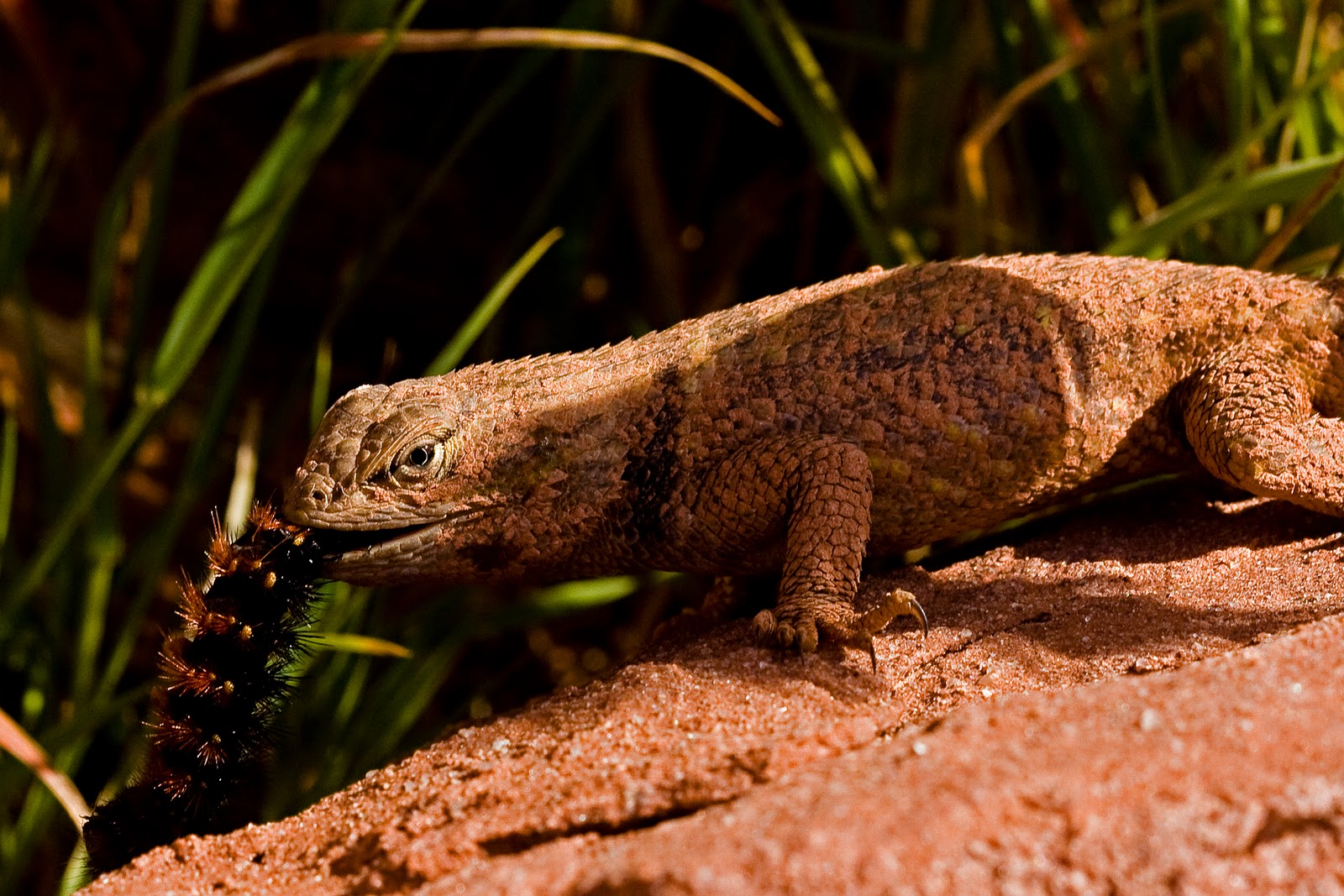365 Days in Zion: Day 203: April 16, 2005 - Hungry Lizard