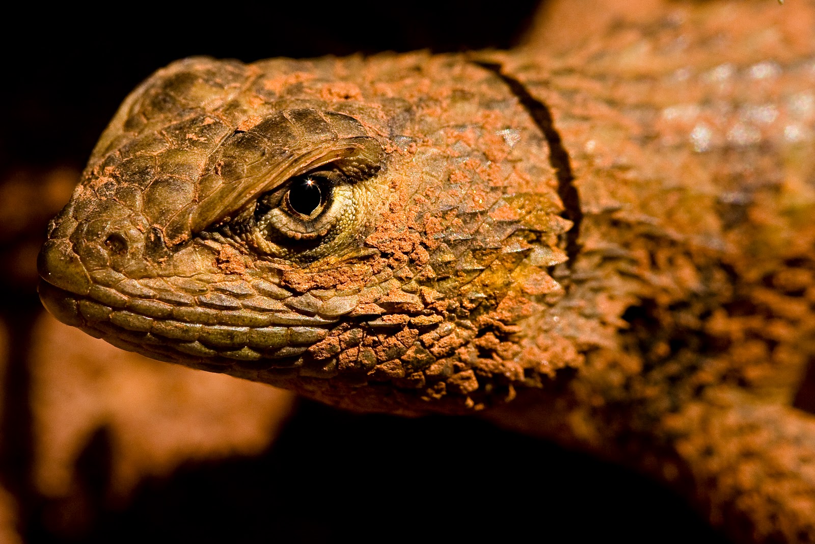 365 Days in Zion: Day 203: April 16, 2005 - Hungry Lizard