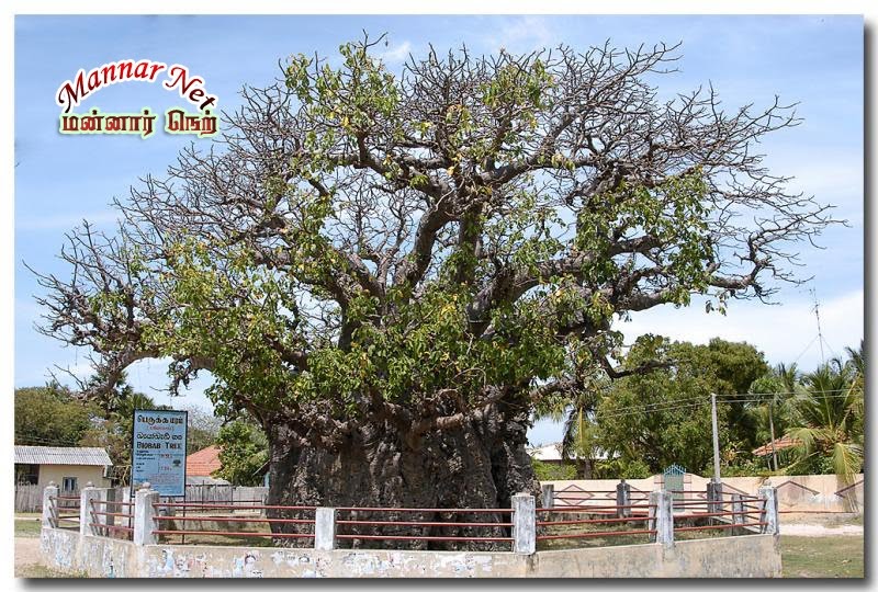 Baobob Tree | Mannar Photos