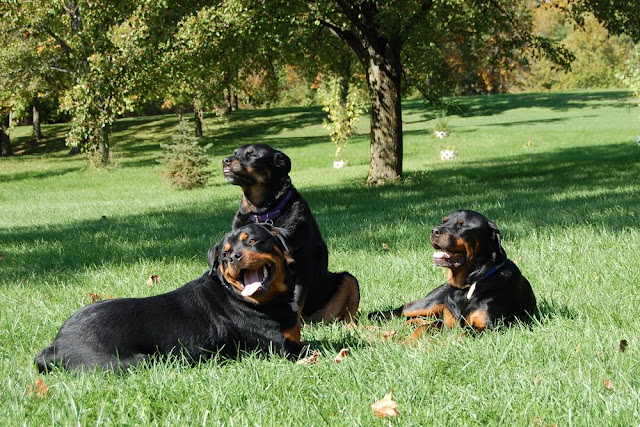 Living with Rottweilers: Our beautiful Rottweiler family - memories of ...