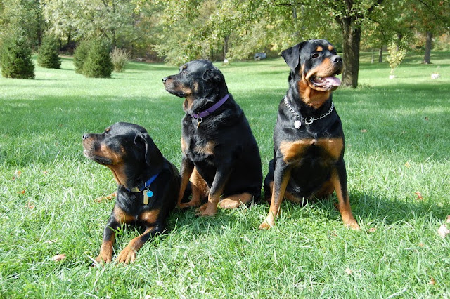 Living with Rottweilers: Our beautiful Rottweiler family - memories of ...