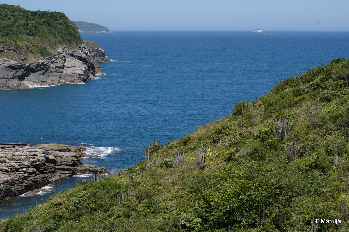 Preserve a Restinga: O Movimento