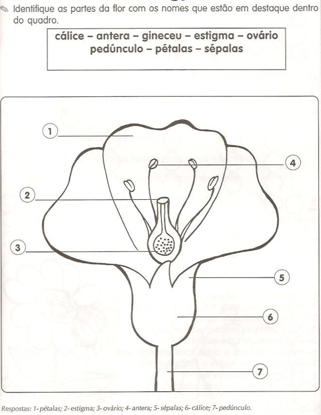 Partes de una flor - Imagui