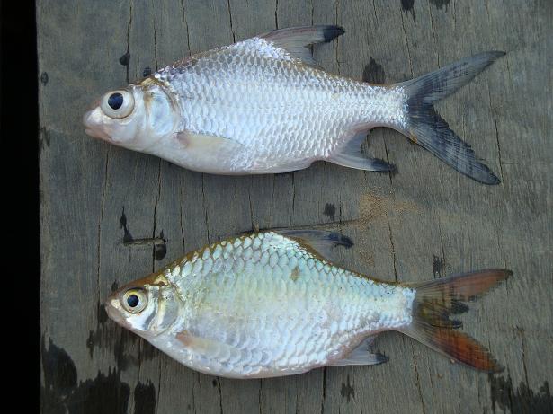 kukar fresh water wild fishing: Destinasi Mancing : Kecamatan Muara Kaman