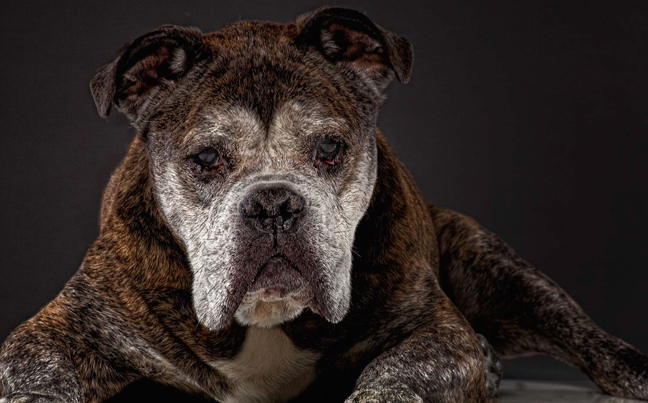 super dog charlie pants and me: Senior Dog Portraits