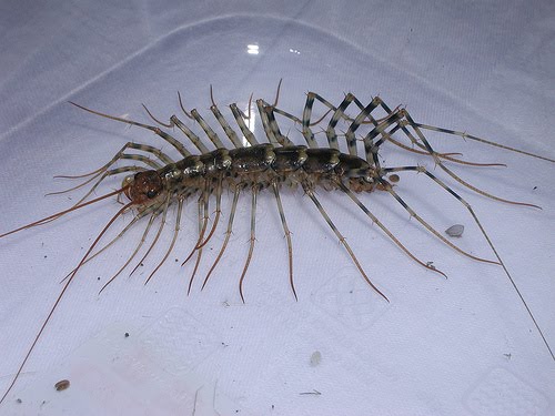 overview for Dreadbeard24