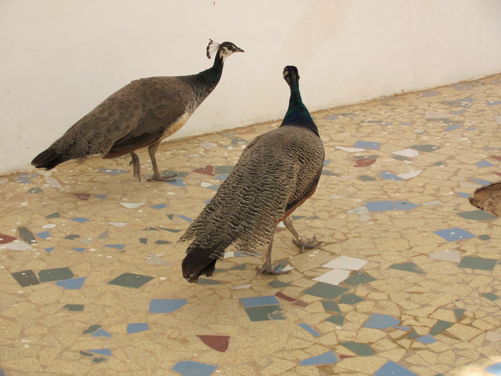 Senegal: Wild Animal Safari in Senegal