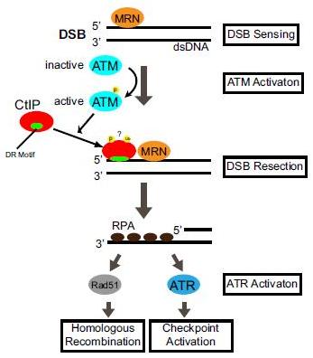DNA Repair With a Molecular Tool | Uncommon Descent