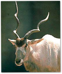 Animals: ADDAX ANTELOPE