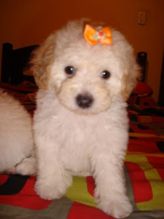 CANIL DOG LEGITIMATE: PULDO