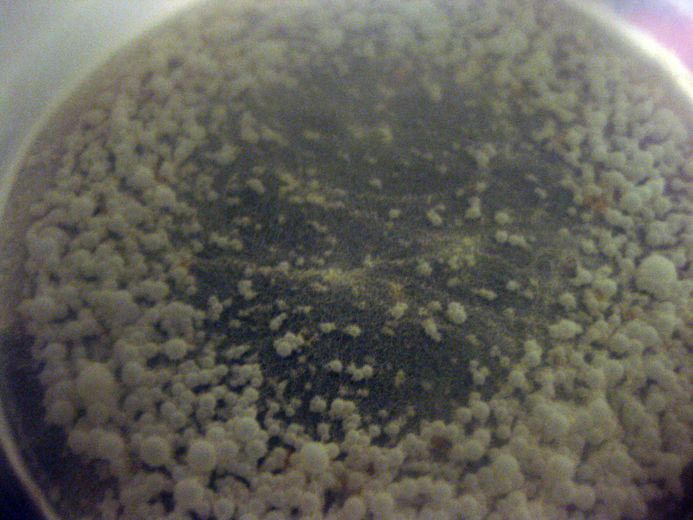 Pellicles | Community | BeerAdvocate