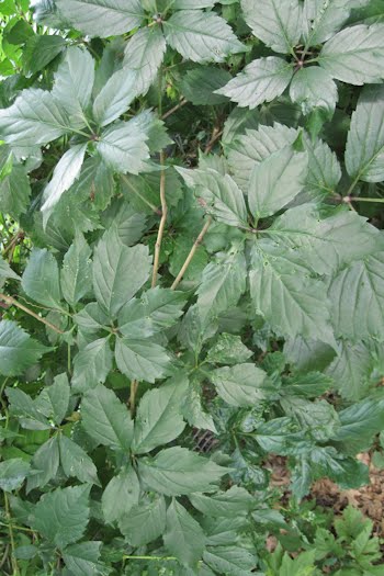 Restoring The Landscape With Native Plants: Native Vines in our Yard