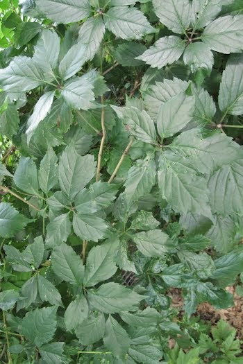 Restoring The Landscape With Native Plants: Native Vines in our Yard