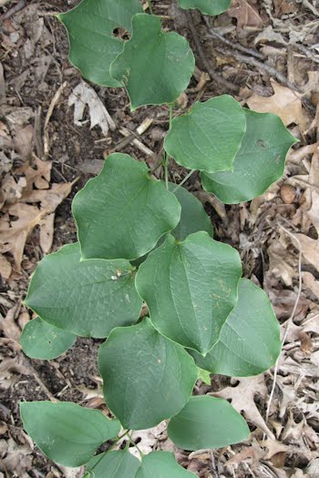 Restoring The Landscape With Native Plants: Native Vines in our Yard