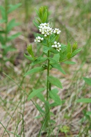 Restoring The Landscape With Native Plants: Discoveries Out & About ...