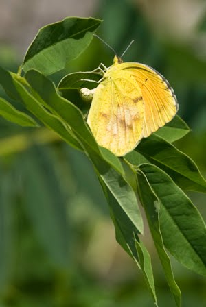 Restoring The Landscape With Native Plants: Native Plant of the Week ...