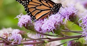 Restoring The Landscape With Native Plants: Monarchs in all Forms