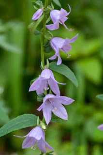 Restoring The Landscape With Native Plants: That's Invasive? European ...