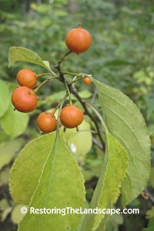 Restoring The Landscape With Native Plants: Another Native Vine & Its ...