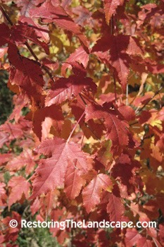Restoring The Landscape With Native Plants: That's Invasive? Amur Maple ...