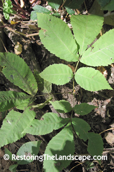 Restoring The Landscape With Native Plants: A Recipe for Native Tree ...