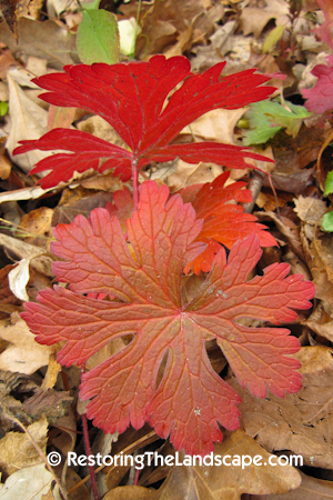 Restoring The Landscape With Native Plants: Native Plant of the Week ...