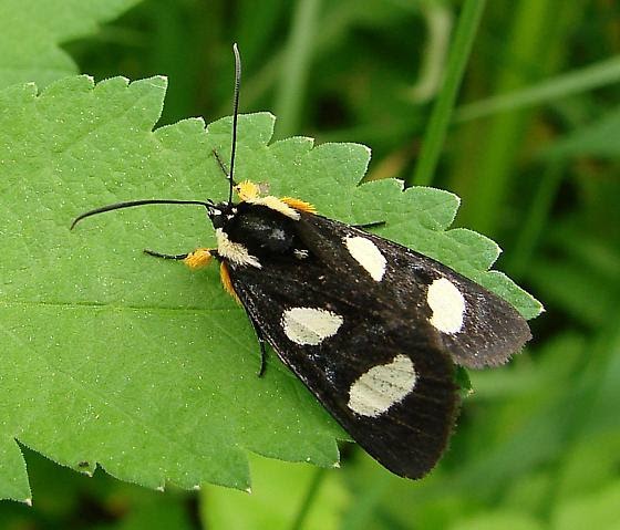 Restoring The Landscape With Native Plants: Eight Spotted Forester Moth ...