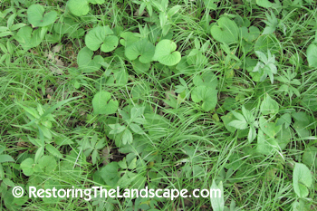 Restoring The Landscape With Native Plants: Native Plant of the Week ...