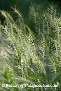 Restoring The Landscape With Native Plants: Native Plant of the Week ...