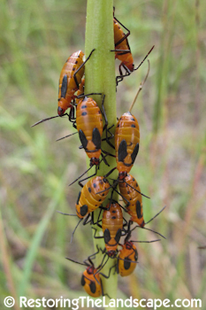 Restoring The Landscape With Native Plants: Milkweeds and Their ...