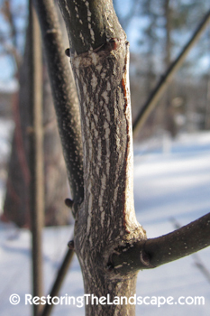 Restoring The Landscape With Native Plants: Native Plant of the Week ...