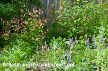 Restoring The Landscape With Native Plants: Native Plant of the Week ...