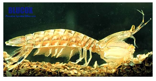 Pescatori Sportivi Abruzzesi: A pesca di Panocchie