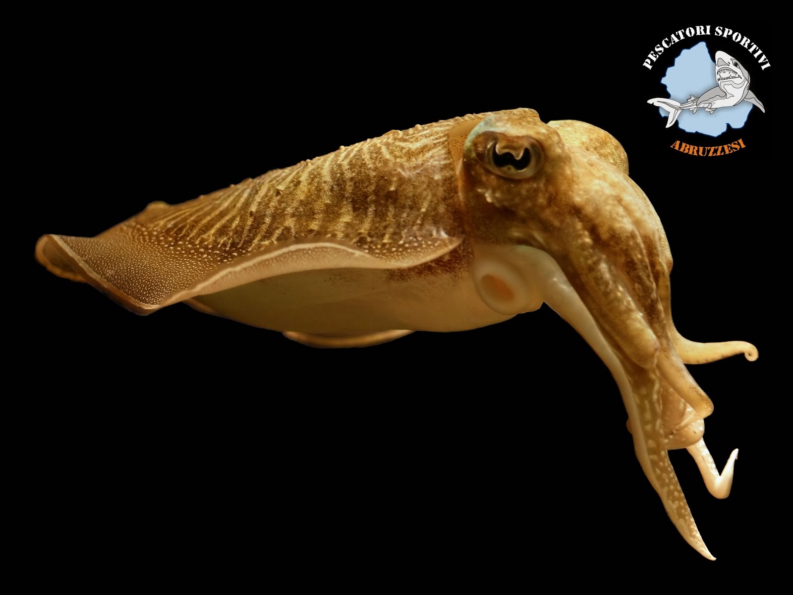 Pescatori Sportivi Abruzzesi: La Seppia