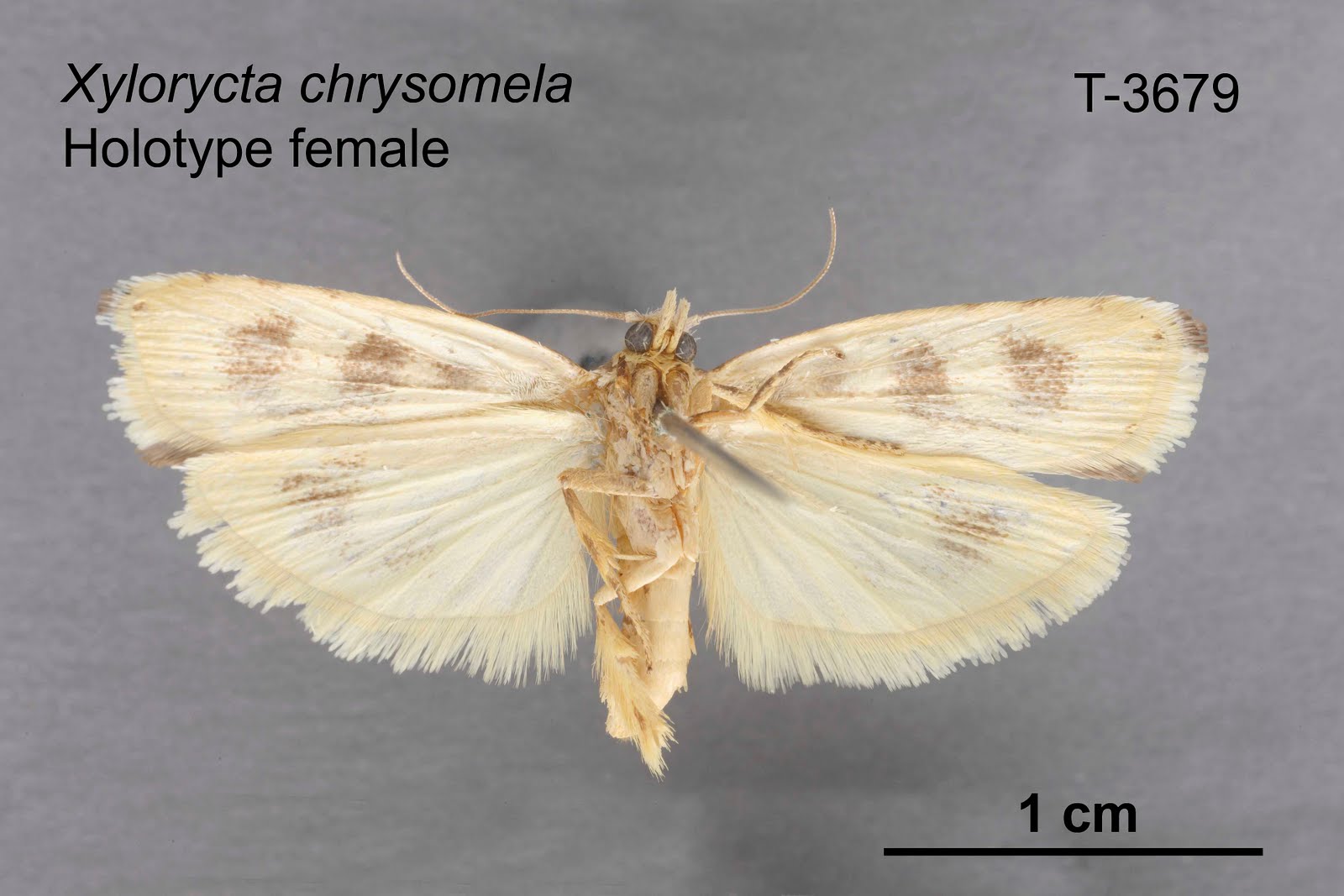 Xyloryctine Moths of Australia: Xylorycta chrysomela