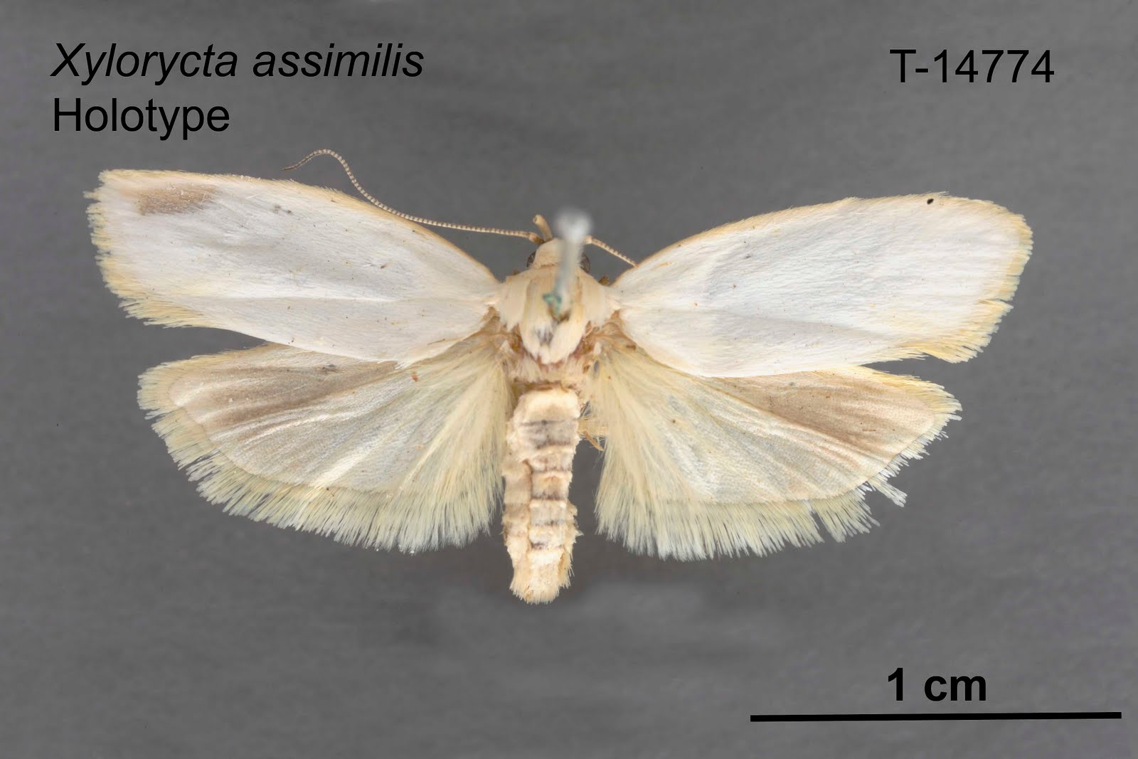 Xyloryctine Moths of Australia: Xylorycta assimilis