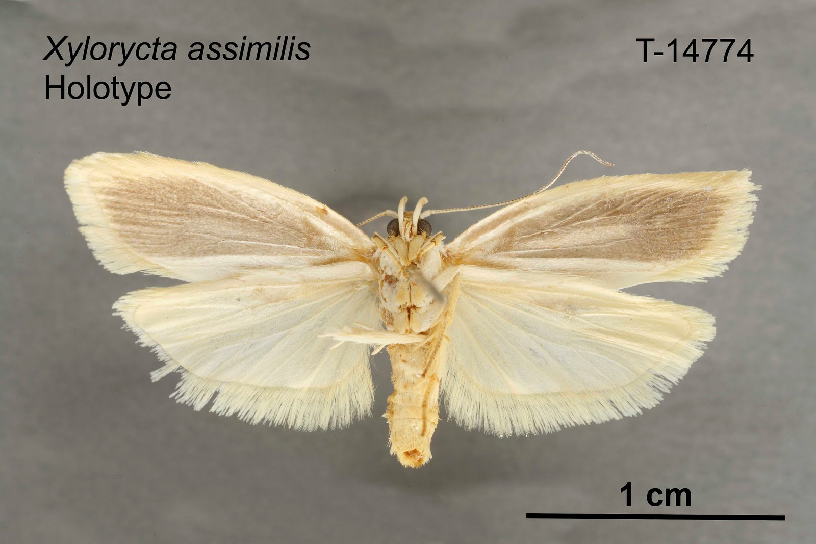 Xyloryctine Moths of Australia: Xylorycta assimilis