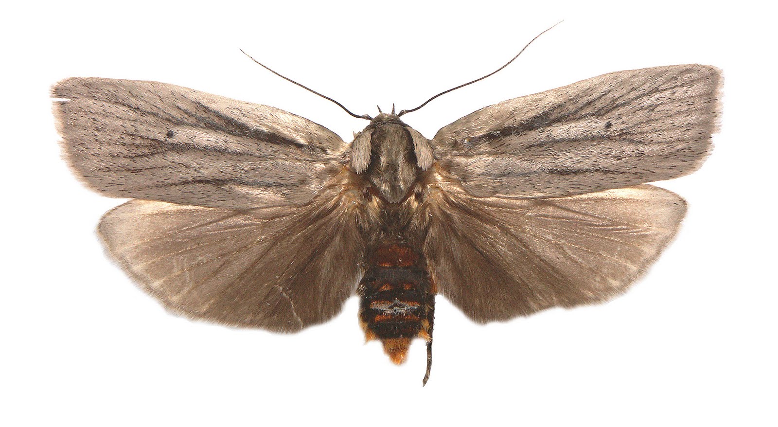 Xyloryctine Moths of Australia: Maroga setiotricha