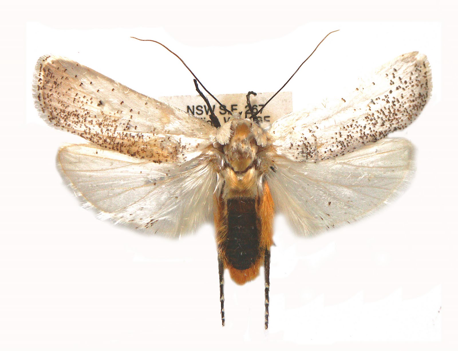 Xyloryctine Moths of Australia: Maroga setiotricha