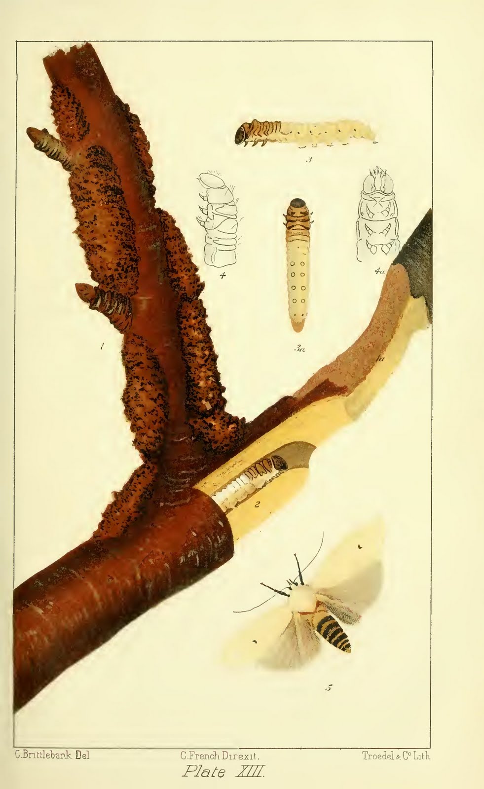 Xyloryctine Moths of Australia: Maroga melanostigma