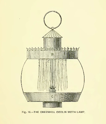 Xyloryctine Moths of Australia: Maroga melanostigma