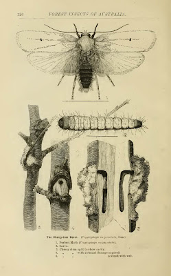 Xyloryctine Moths of Australia: Maroga melanostigma