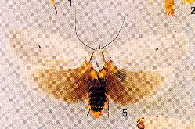 Xyloryctine Moths of Australia: Maroga melanostigma