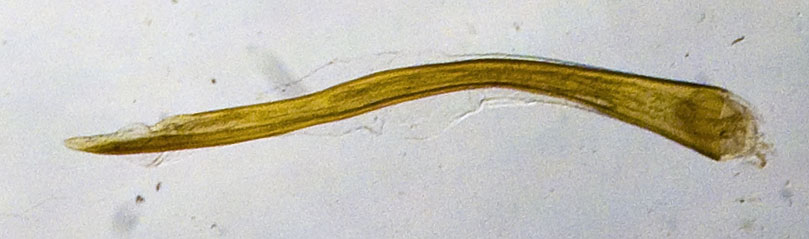 Xyloryctine Moths of Australia: Maroga melanostigma