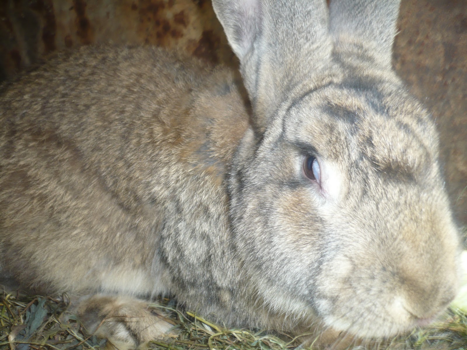Despre iepurii de casa: Imagini cu iepuri 2010