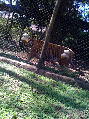 Oi Mundo !!!!!!!!!!!: Simba Safari em São Paulo. É o meu passeio preferido