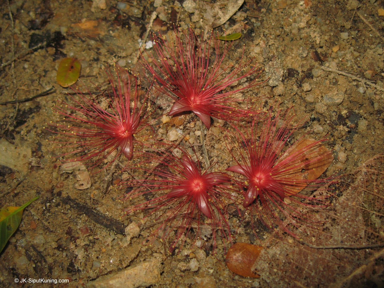 SiputKuning Journal: FRIM: More Than Just A Tree Plantation